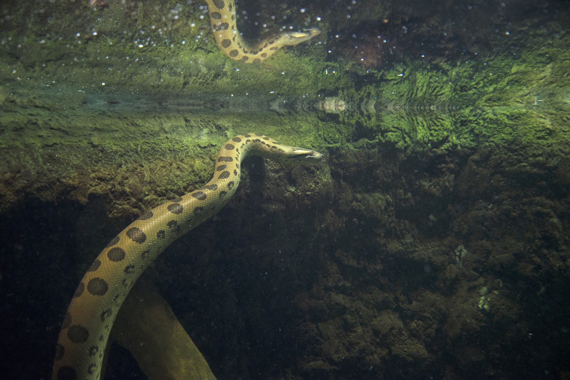 Slithering Giants The Largest Snakes In The World
