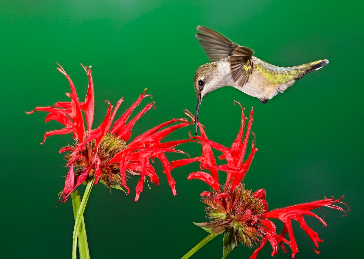 Are Hummingbirds Attracted To Red