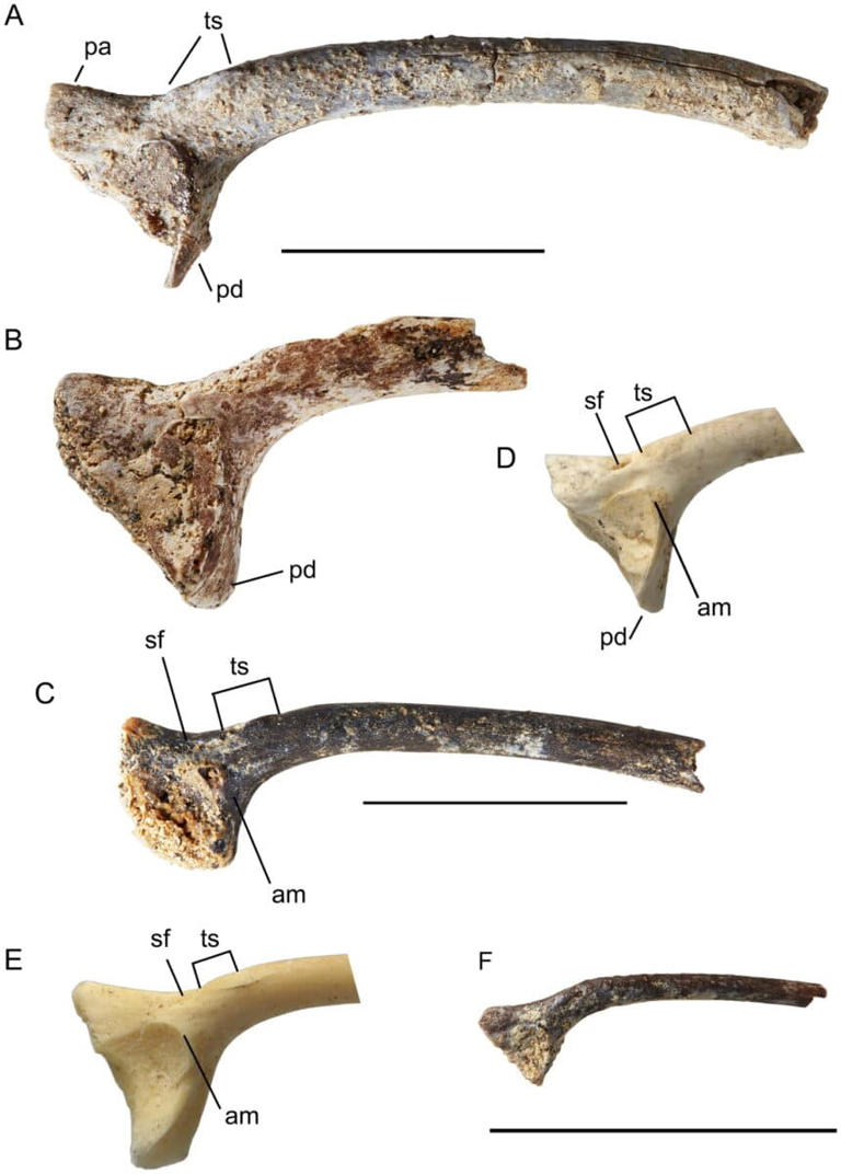 A cave sealed by volcanoes for 1 million years reveals 16 ancient ...