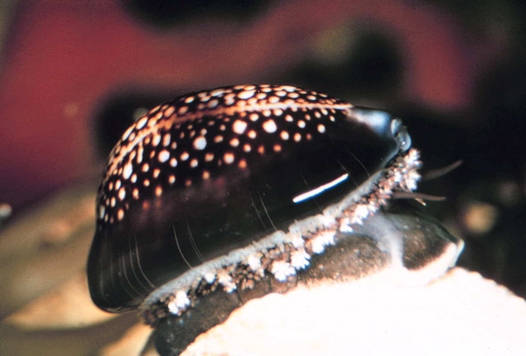 The rarest seashells on Earth that collectors dream of finding
