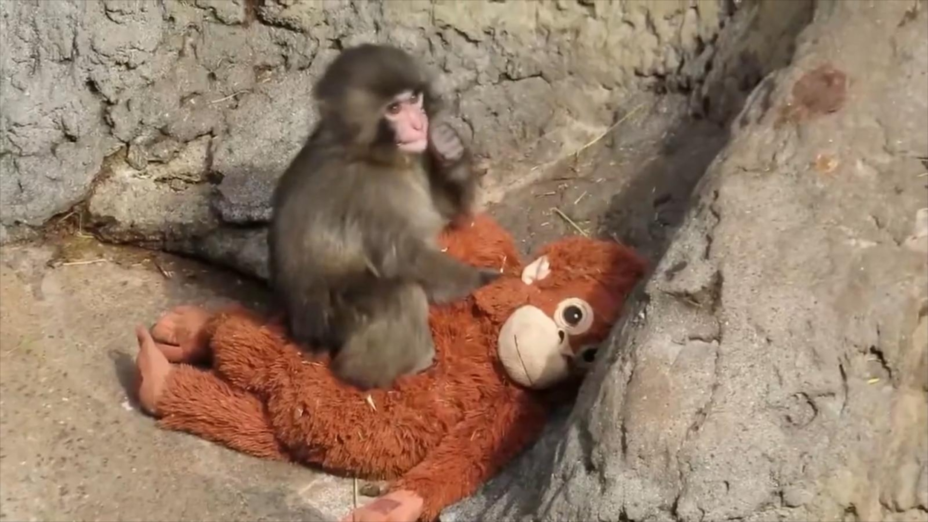 'Punch' the monkey making new friends