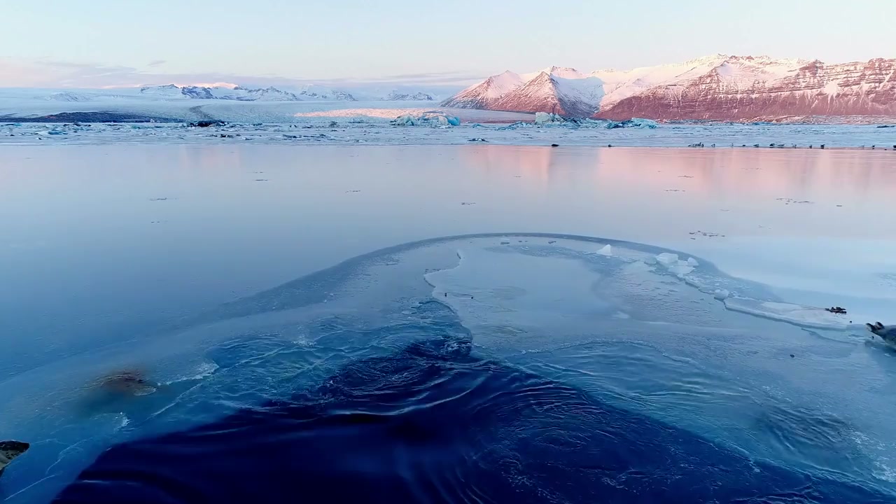 Over the ocean: A close encounter with marine wildlife