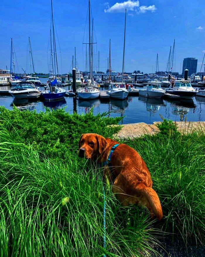 34 hilariously beautiful images of dogs pooping in the most ...