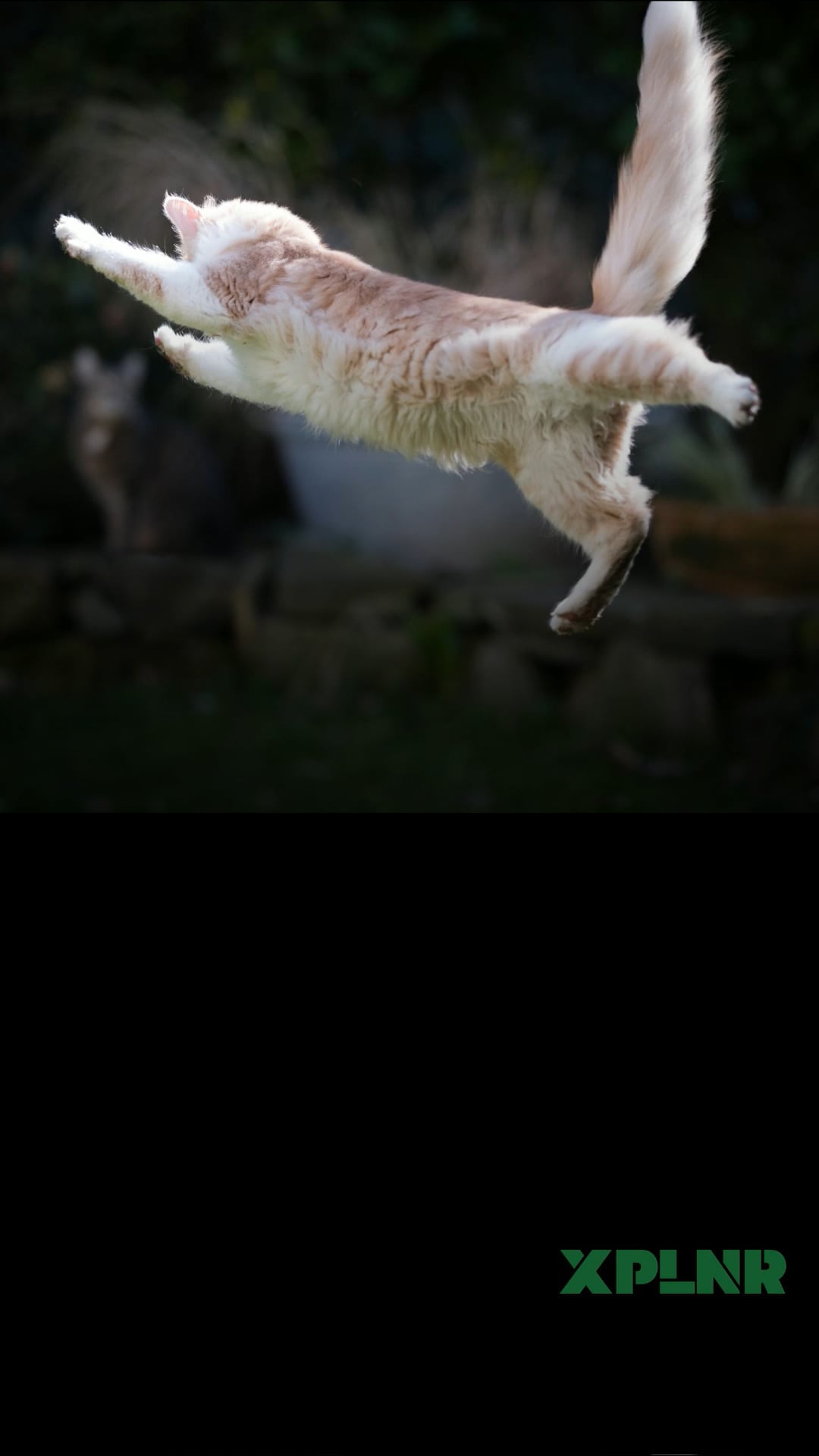 Por qué los gatos siempre caen de pie