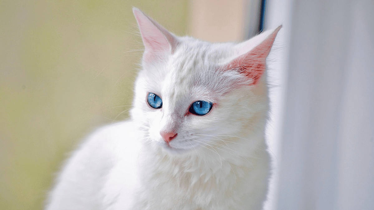 ¿Por qué a tu gato le gusta molestarte pero te cuida si vas al baño?