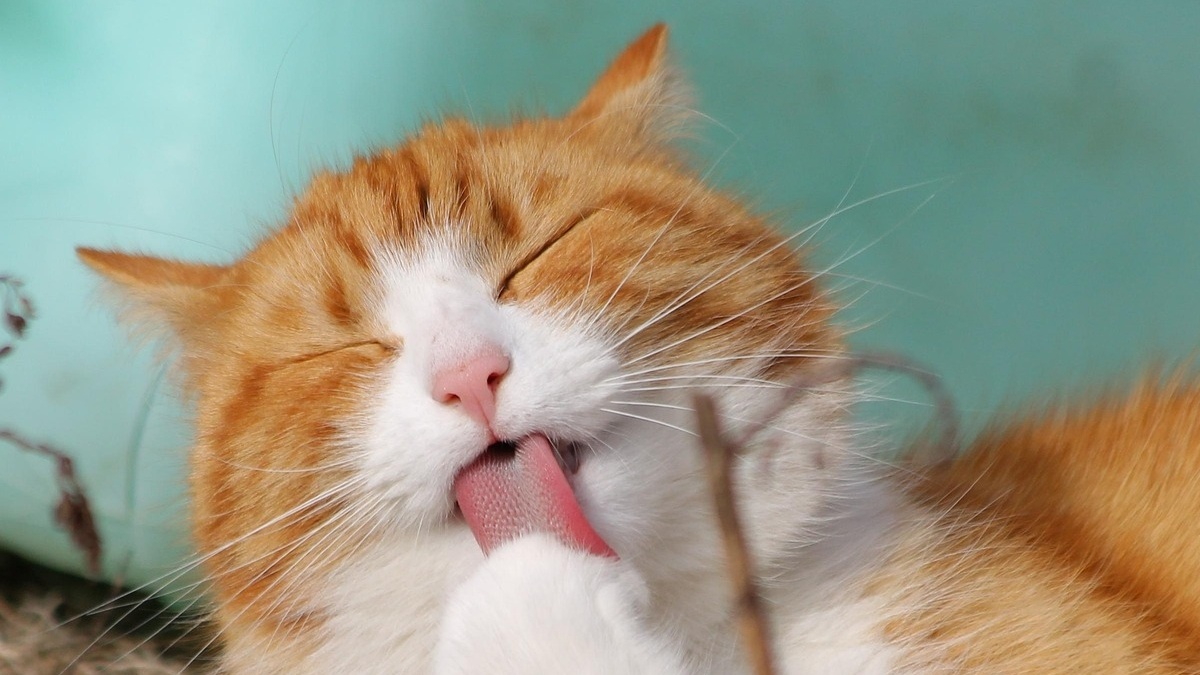 Did you know that cats have their own way of kissing their owners?