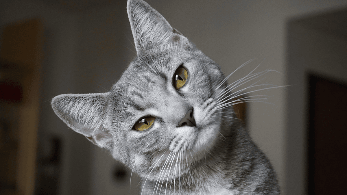 ¿Por qué a tu gato le gusta molestarte pero te cuida si vas al baño?