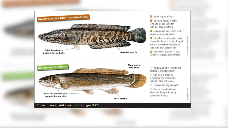 Asian snakehead fish invades Missouri, experts raise alarm