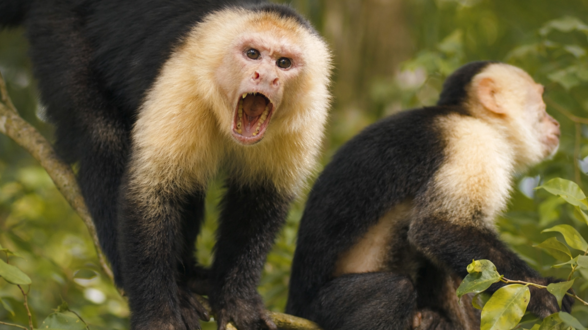 A warning call in the rainforest