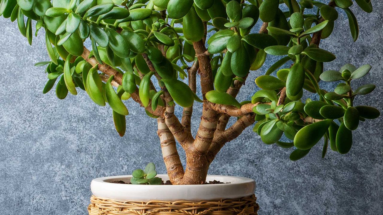 What to do with a jade plant in June – 5 expert tasks for lush ...