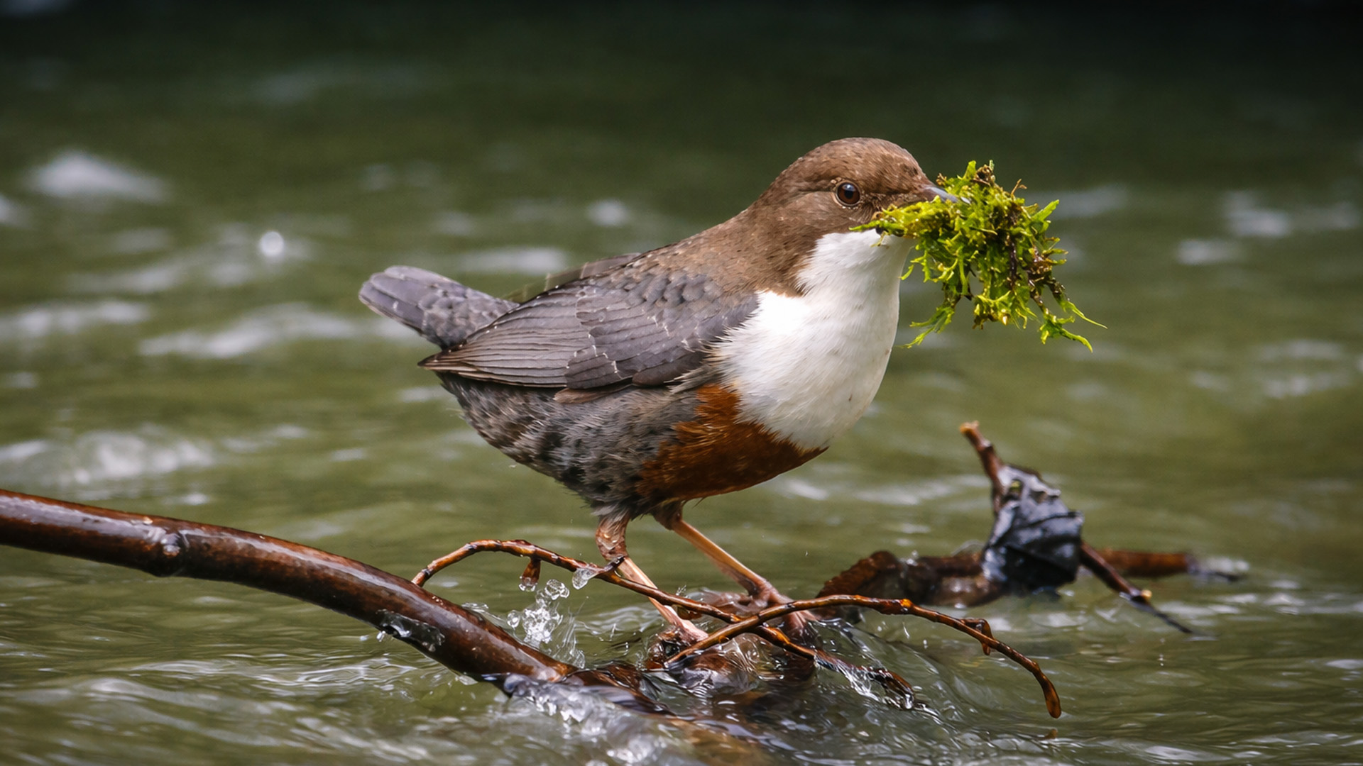 This little bird was busy building its dream home