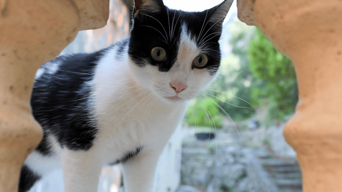The 9 behaviors that invade your cat's personal space (and that's why ...