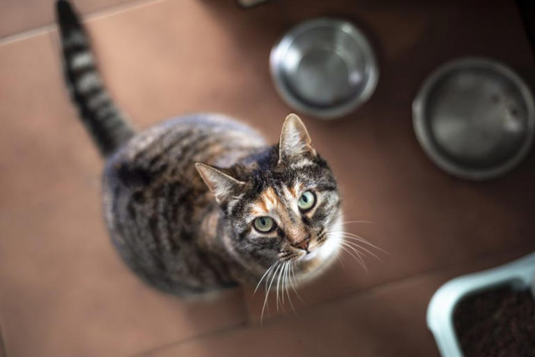 Veterinarian warns cat owners about deadly tick-borne disease spreading ...