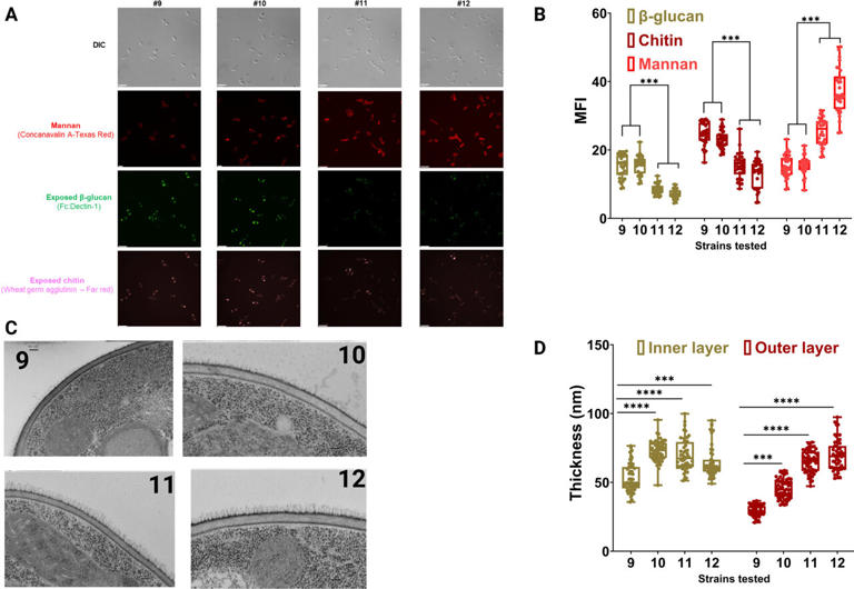 How a common fungus outsmarts drugs and our immune system