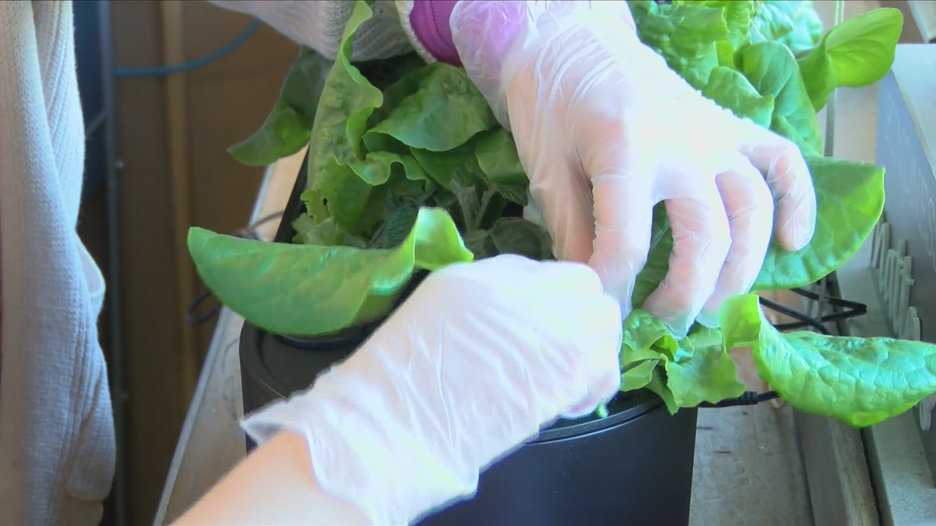 Third graders do like vegetables grown in hydroponic gardens