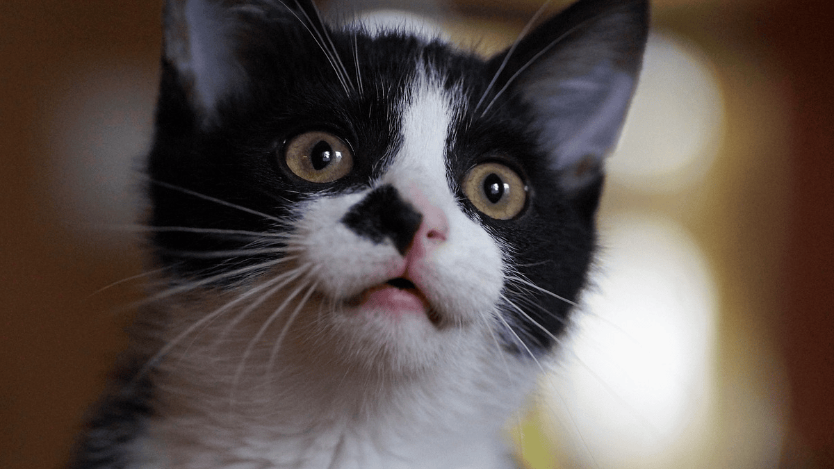 The only way to say "I love you" to your cat in its own language (you ...