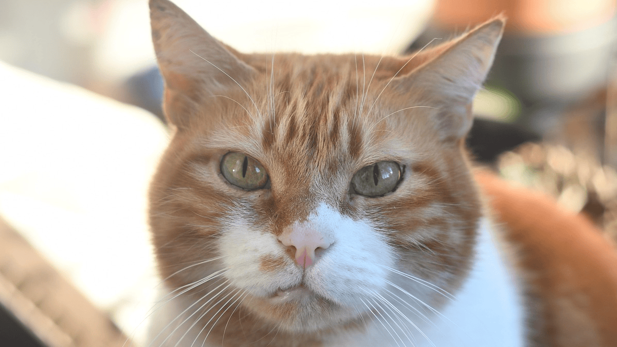 Cat litter: how much to use and how often to clean it (everything you ...