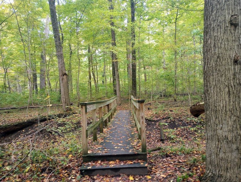 This Indiana forest is one of the last places on Earth where you can ...