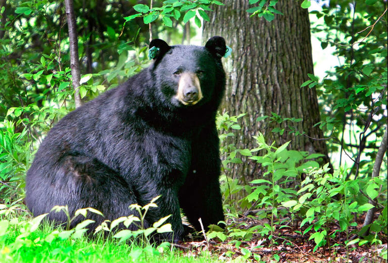 Connecticut bear sightings rise as warmer weather spreads across state