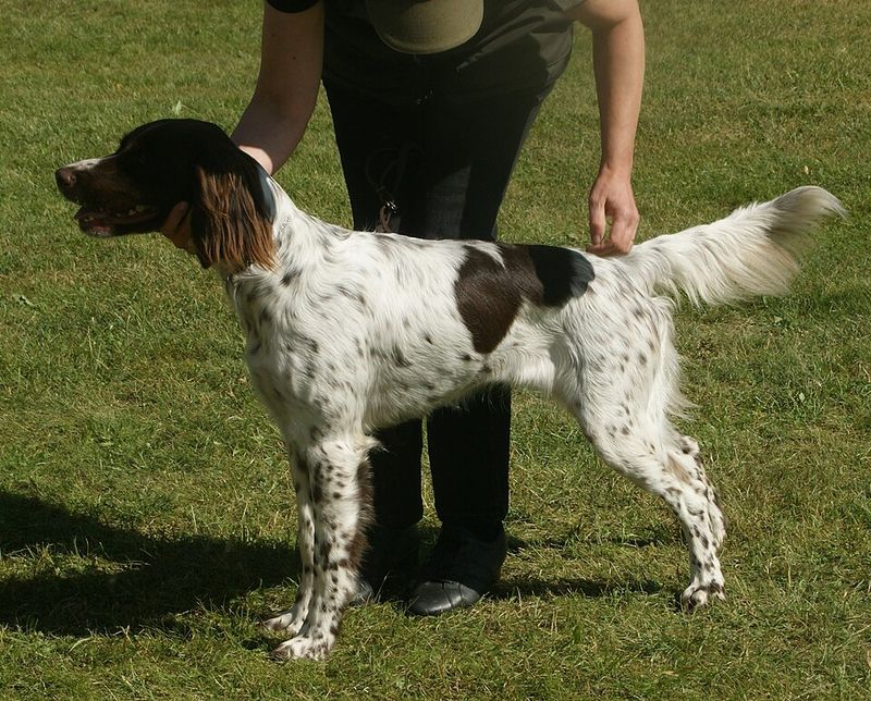 13 dogs that treat training as a debate, not a request