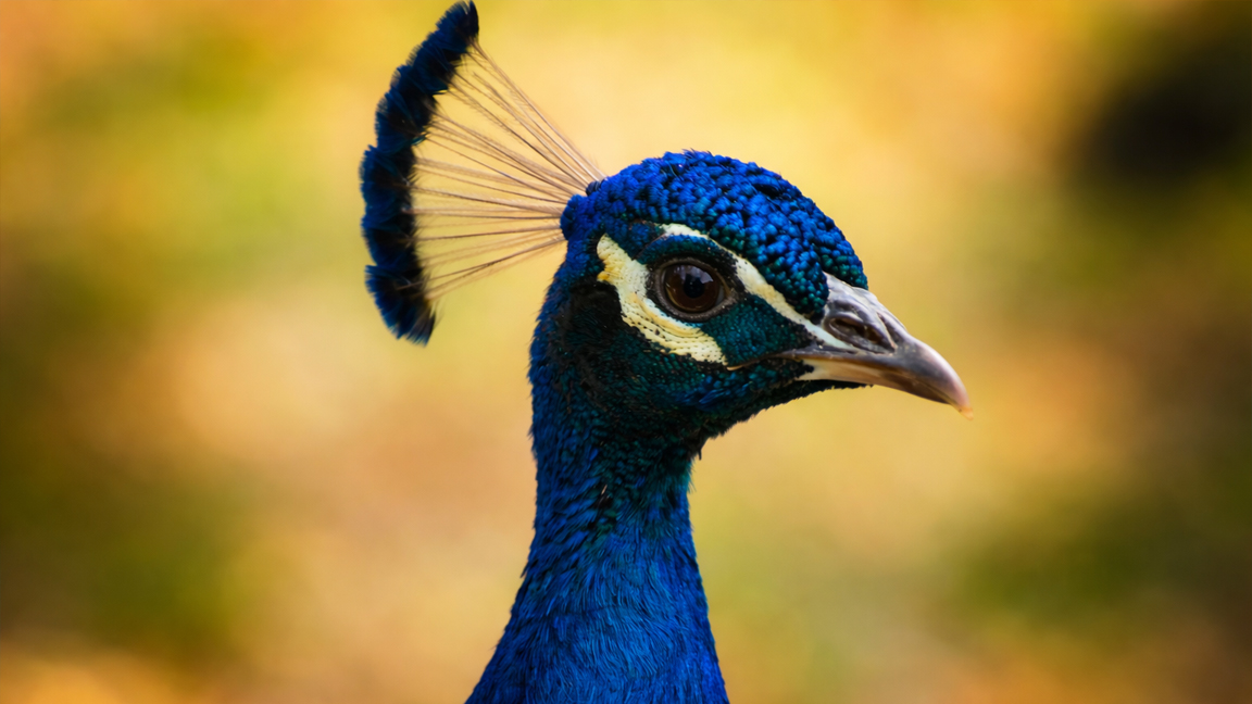 Retrato elegante de un pavo real en primer plano