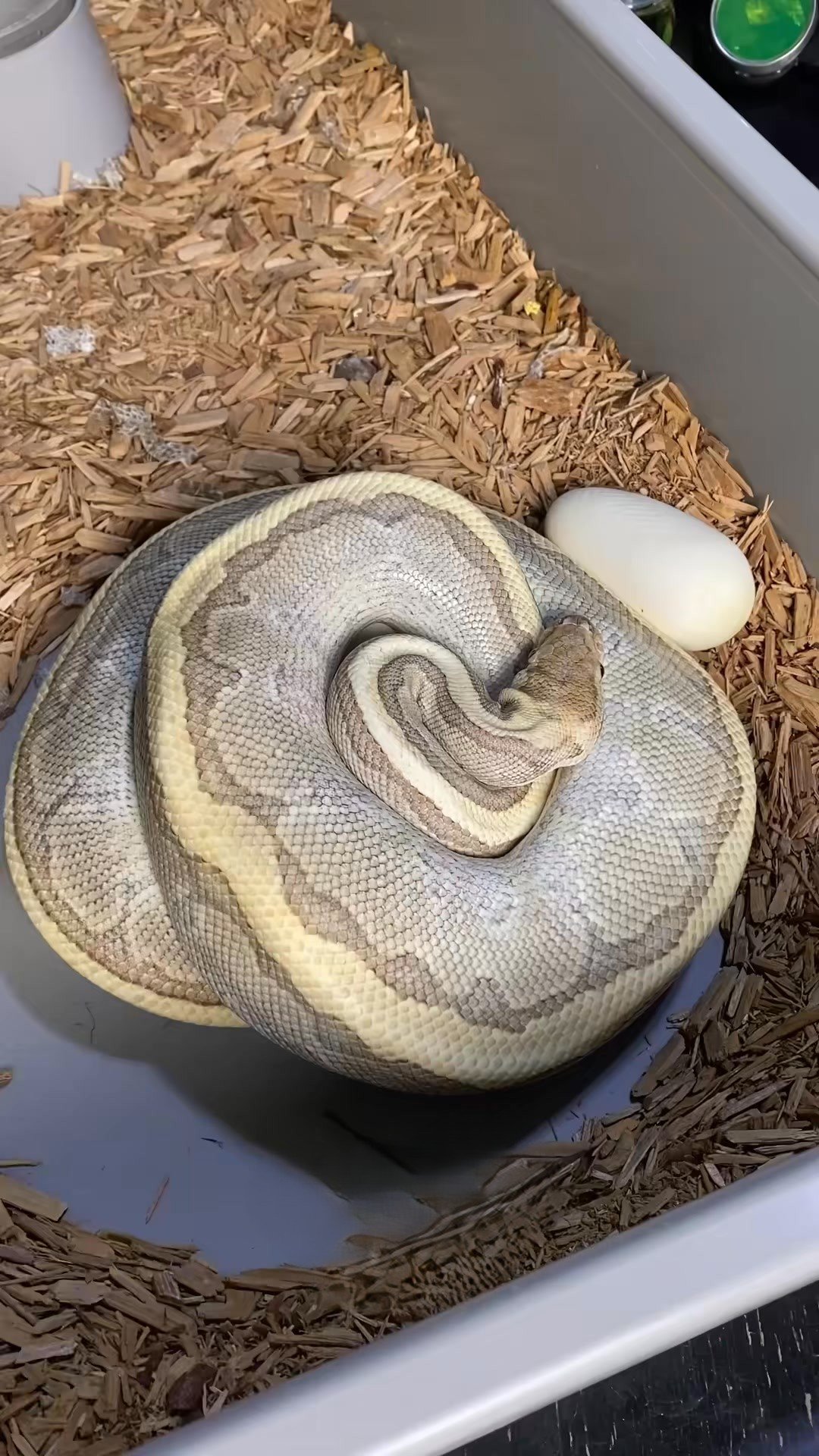 What is happening to this egg!