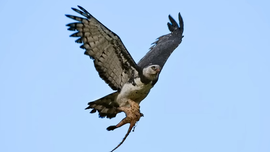 Watch this bird catch its prey with ease