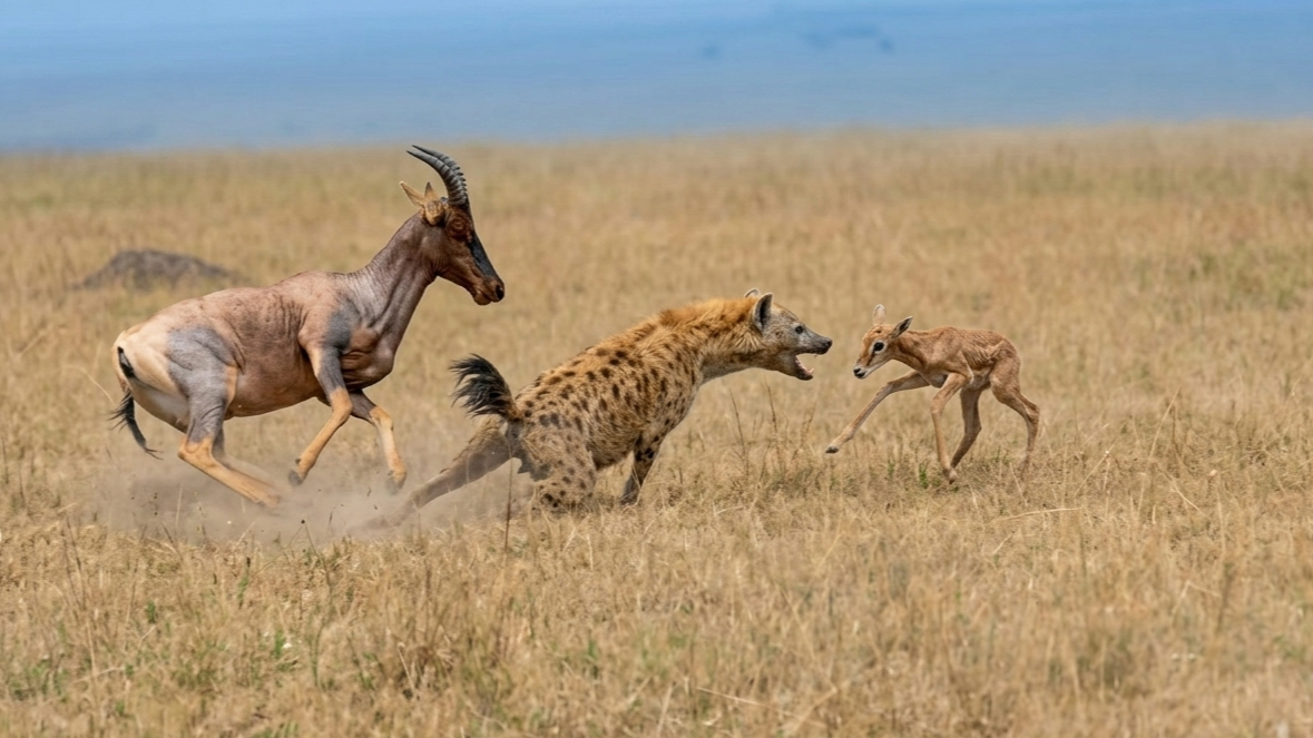 Watch this antelope try to defend its baby from a hyena