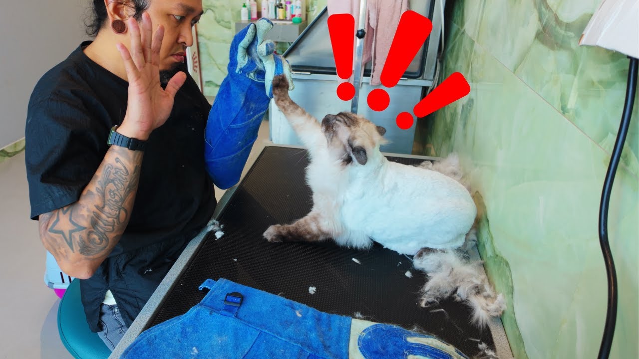 Luna the cat queen returns 🌶️