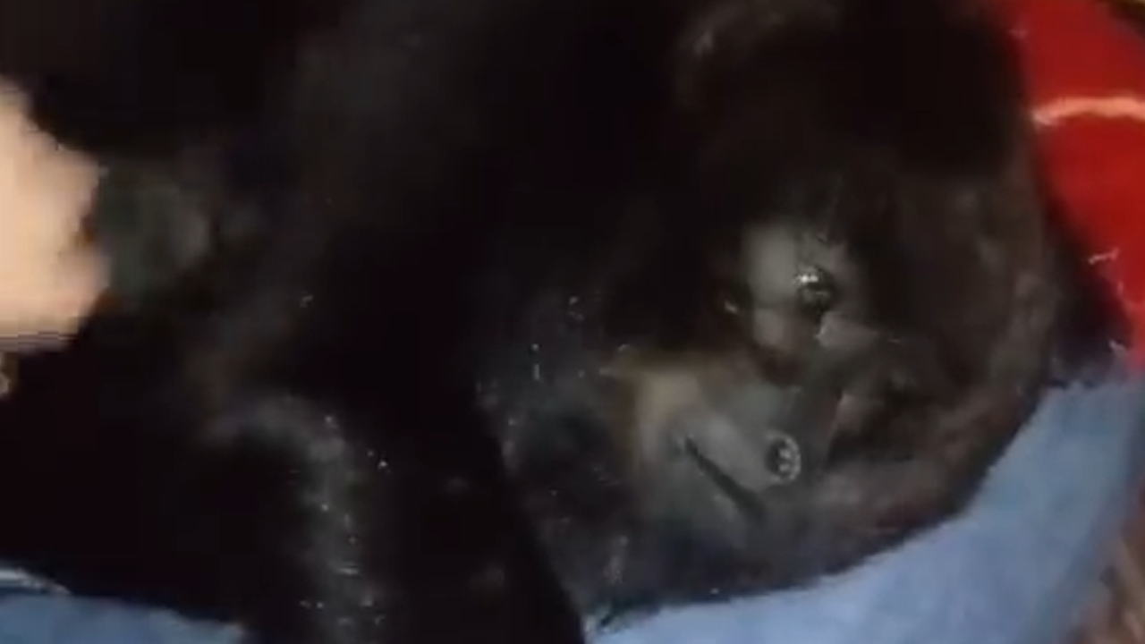 Howler monkey looking for attention and affection