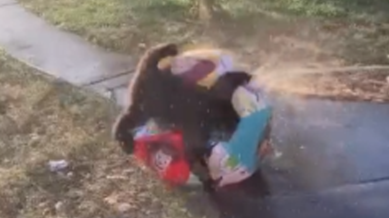 Capuchin monkey turns sprinkler time into a game