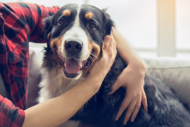 14 honest reasons your dog doesn’t like hugs