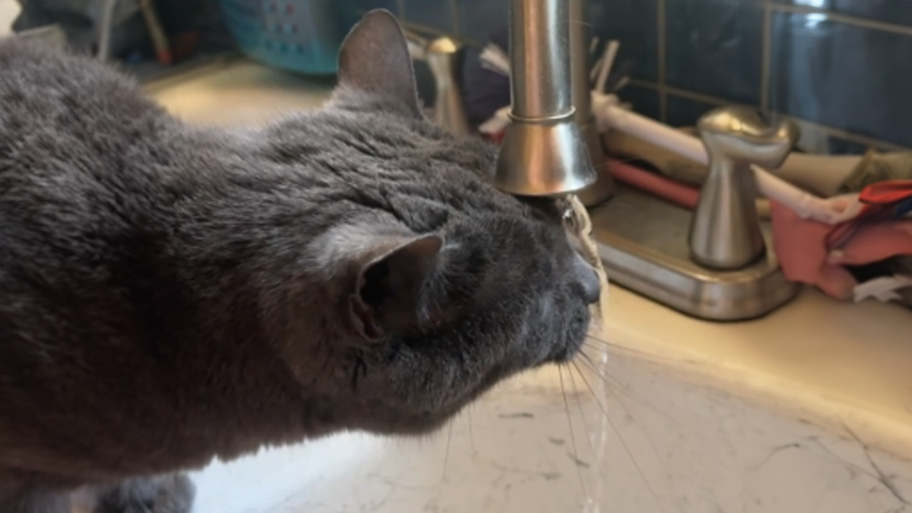 Cat’s hilariously clumsy moments