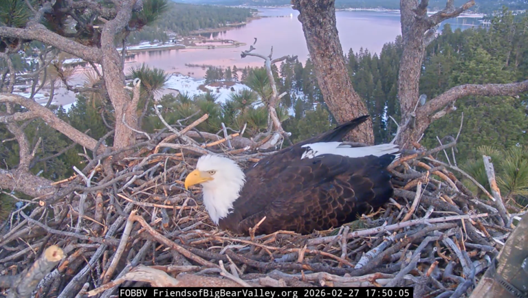 Beloved eagle pair 'Jackie and Shadow' welcome second egg in new clutch ...