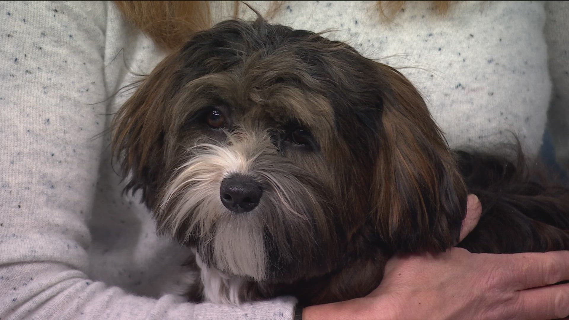 Finding the perfect puppy for your family
