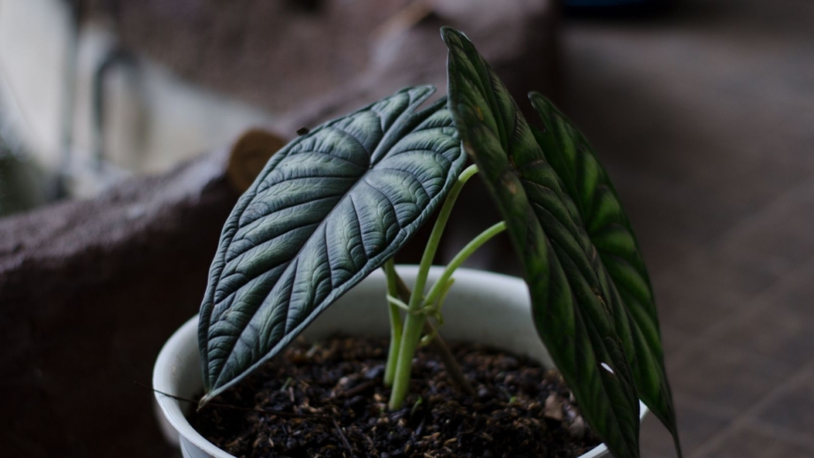 How to plant, grow, and care for ‘Dragon Scale’ alocasia