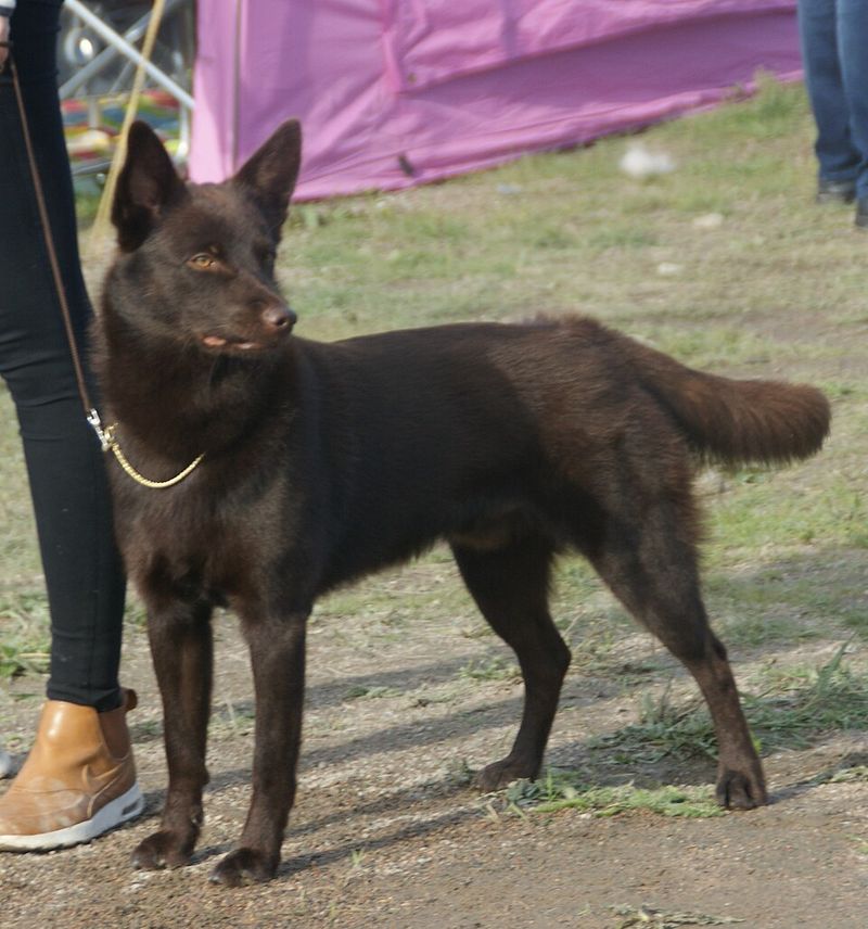 16 breeds that get bored and immediately start inventing trouble