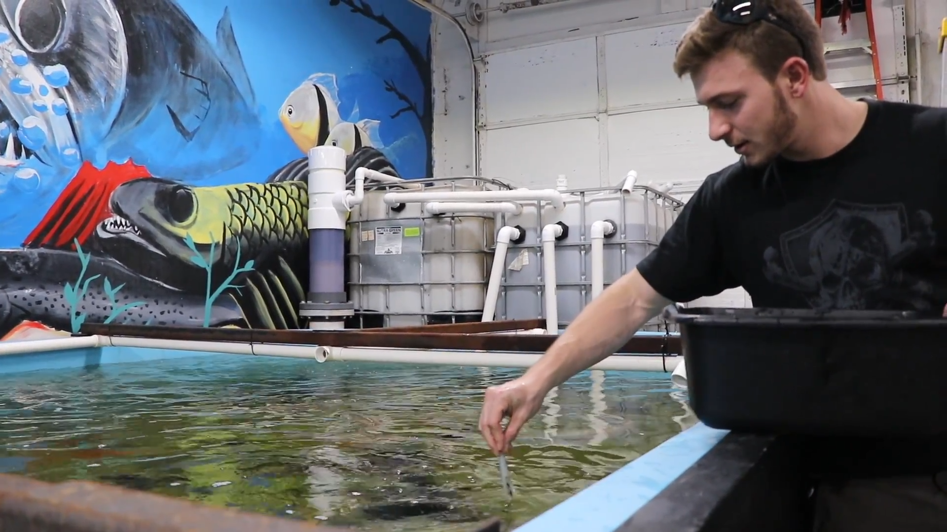 Feeding monster fish!