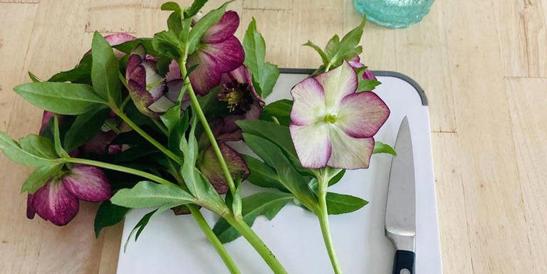 The trick that keeps cut hellebores fresh for weeks