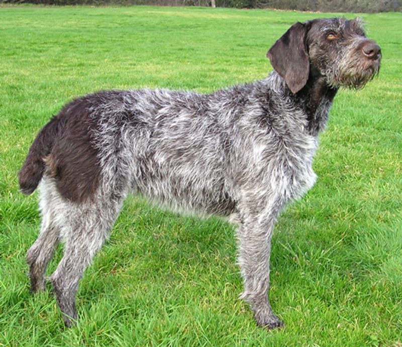 13 dogs that treat training as a debate, not a request