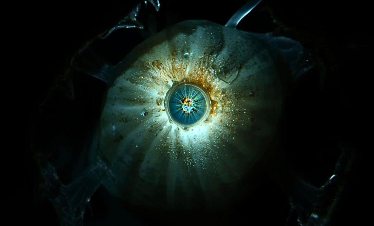 600 million years ago, a “cyclops” lived with a single eye on its ...
