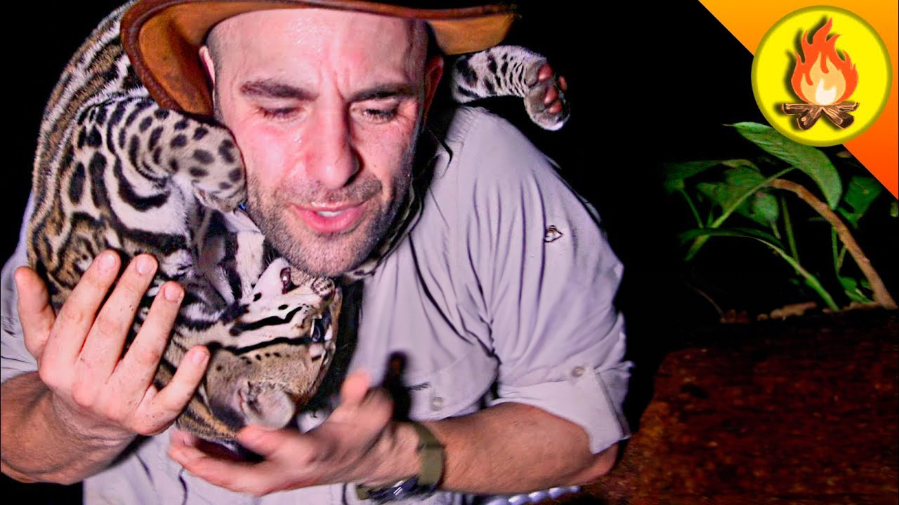 An intense encounter with a jungle cat