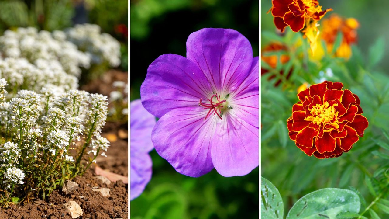 Experts identify the best flowers for small spaces: charming florals ...