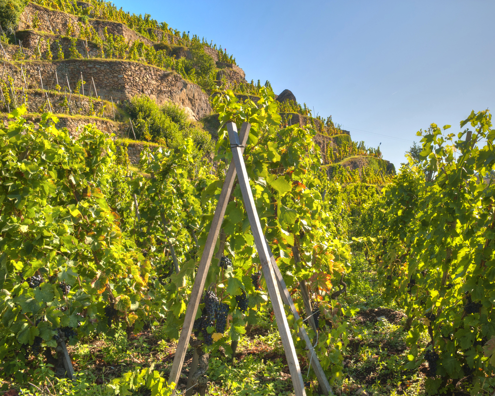 20 hidden wine villages in France perfect for an authentic tasting tour