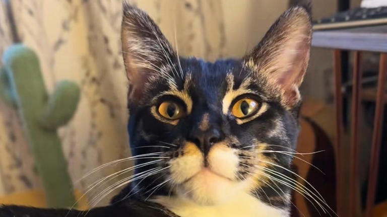 Rare Bengal-Maine coon cat mix's golden eyes have everyone doing a ...