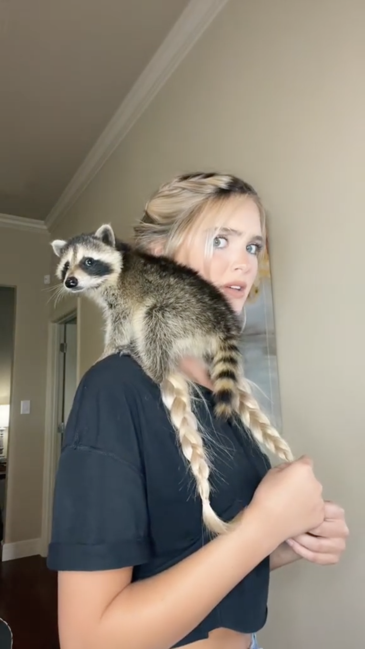 He is just a baby raccoon