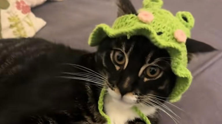 Rare Bengal-Maine coon cat mix's golden eyes have everyone doing a ...