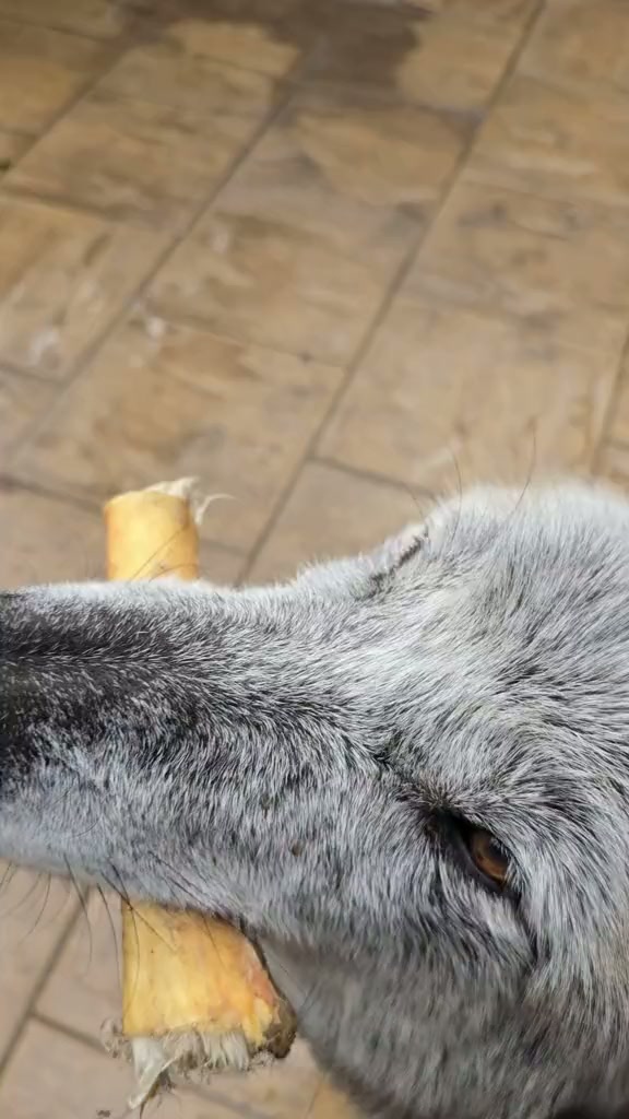 My proud wolf refuses to share her favorite treat