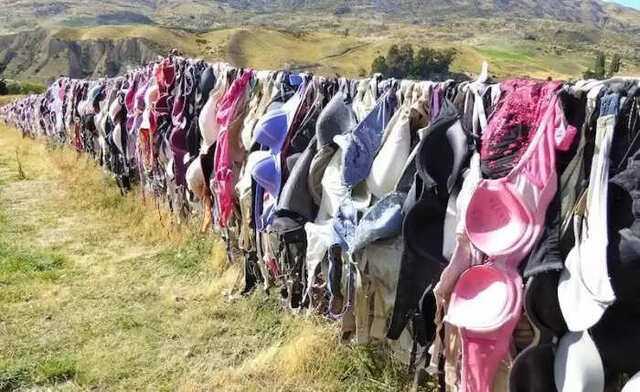 Unusual tradition in New Zealand: Women hang bras for wishes