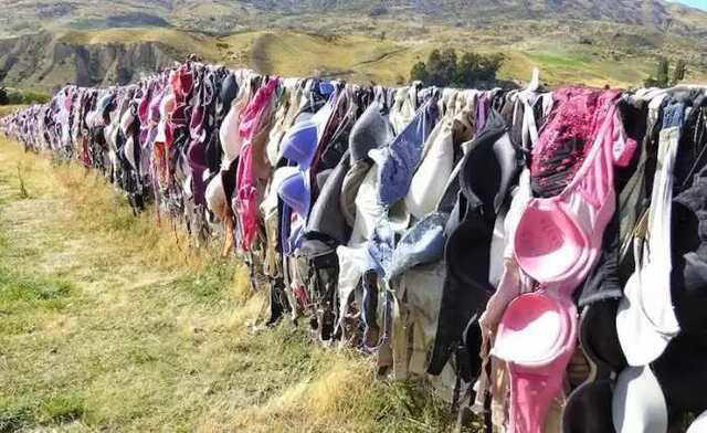 Unusual tradition in New Zealand: Women hang bras to make wishes